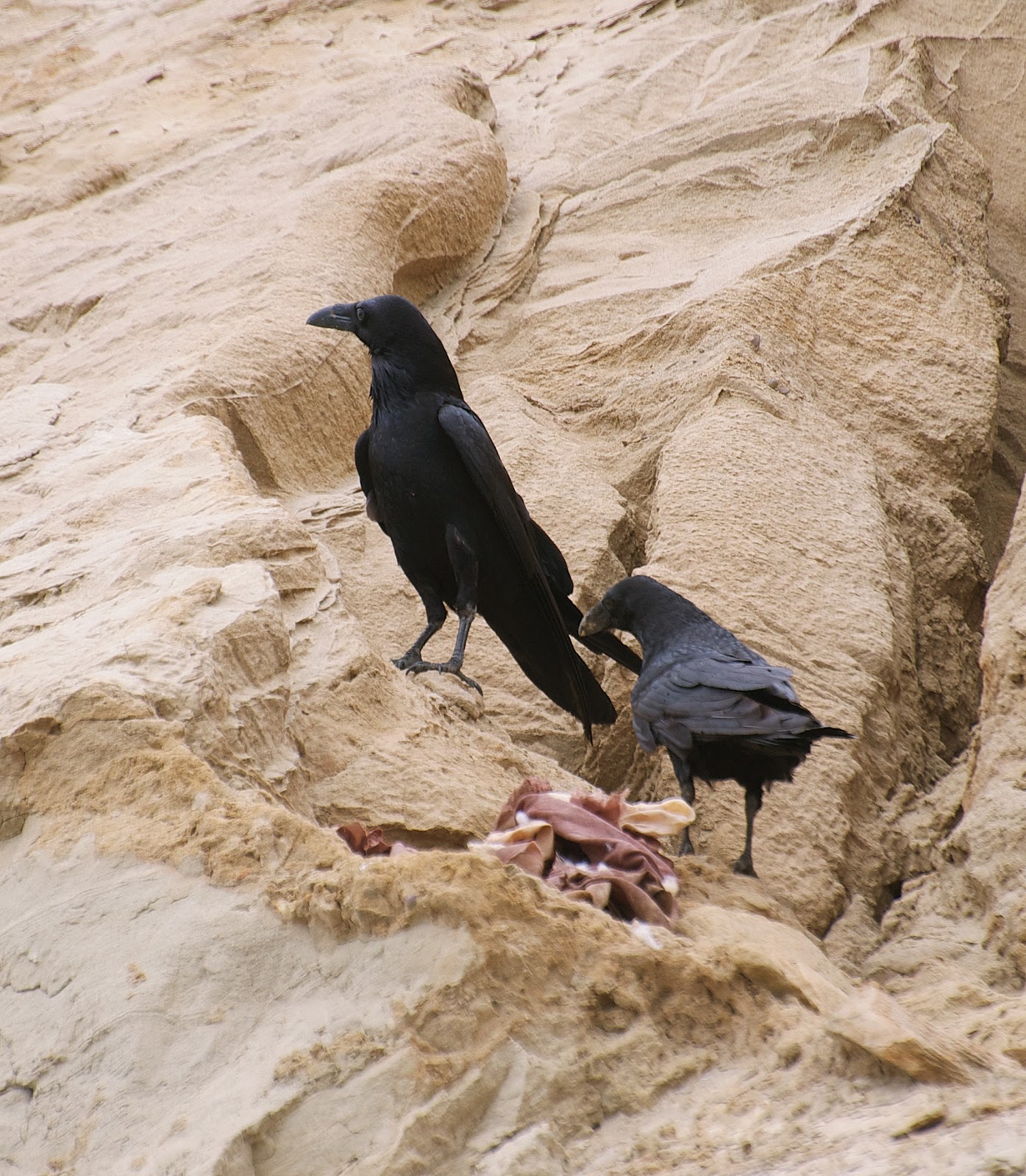 NW Bird Blog: Common Raven